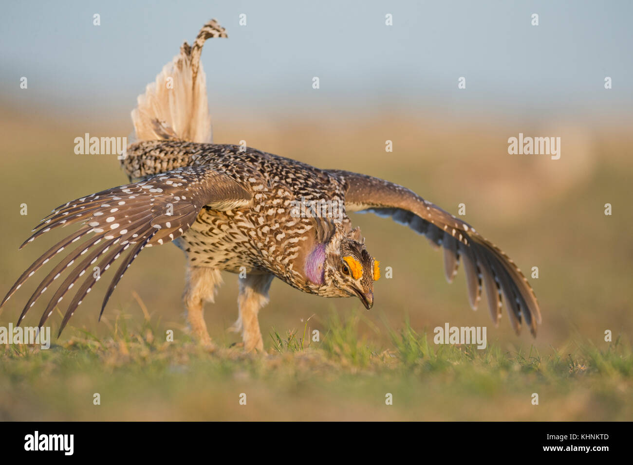 Sharp-tailed Grouse (Tympanuchus phasianellus) male displaying at lek ...