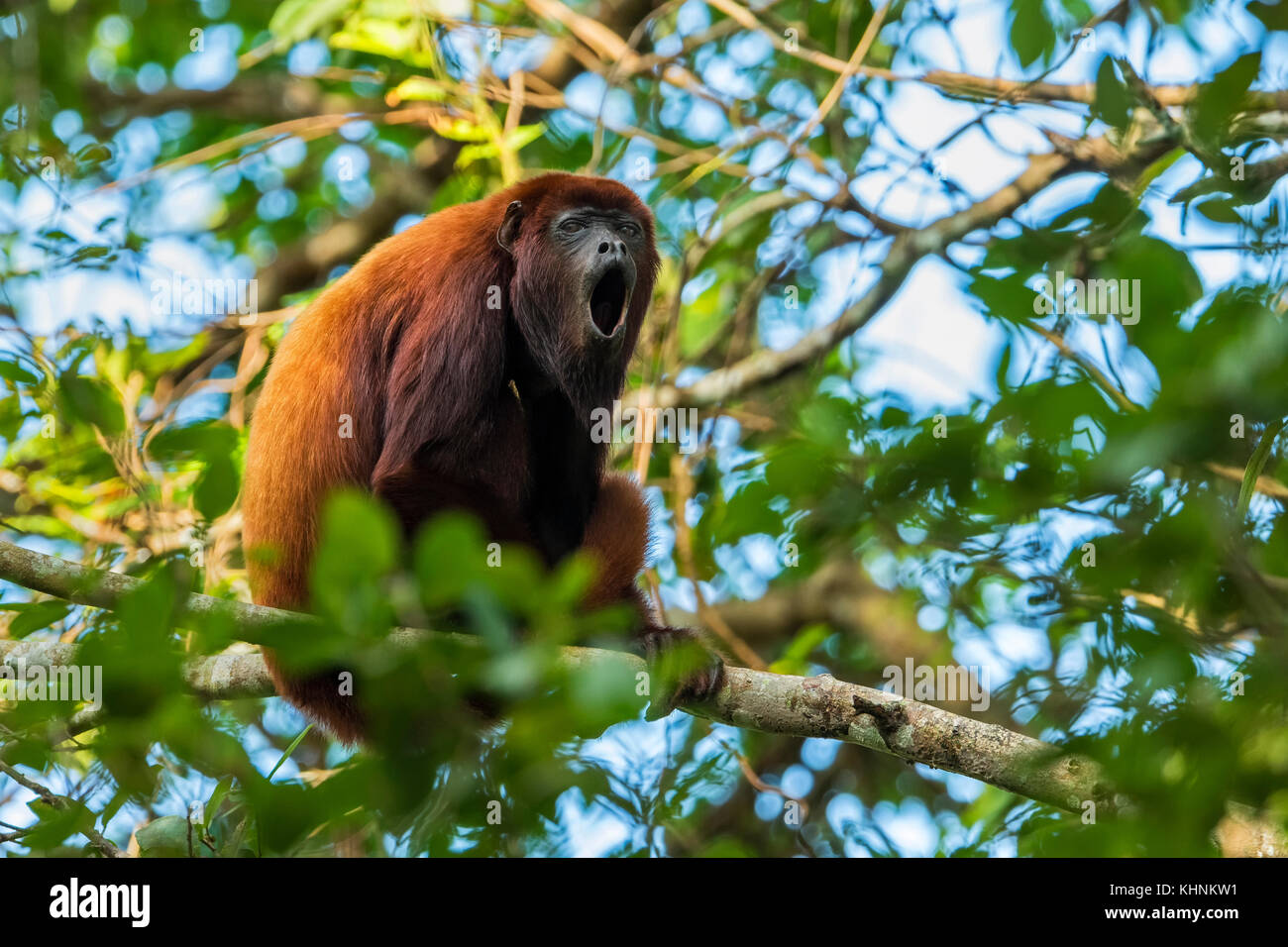 Red Howler Monkey (Alouatta seniculus) calling, Magdalena Valley ...