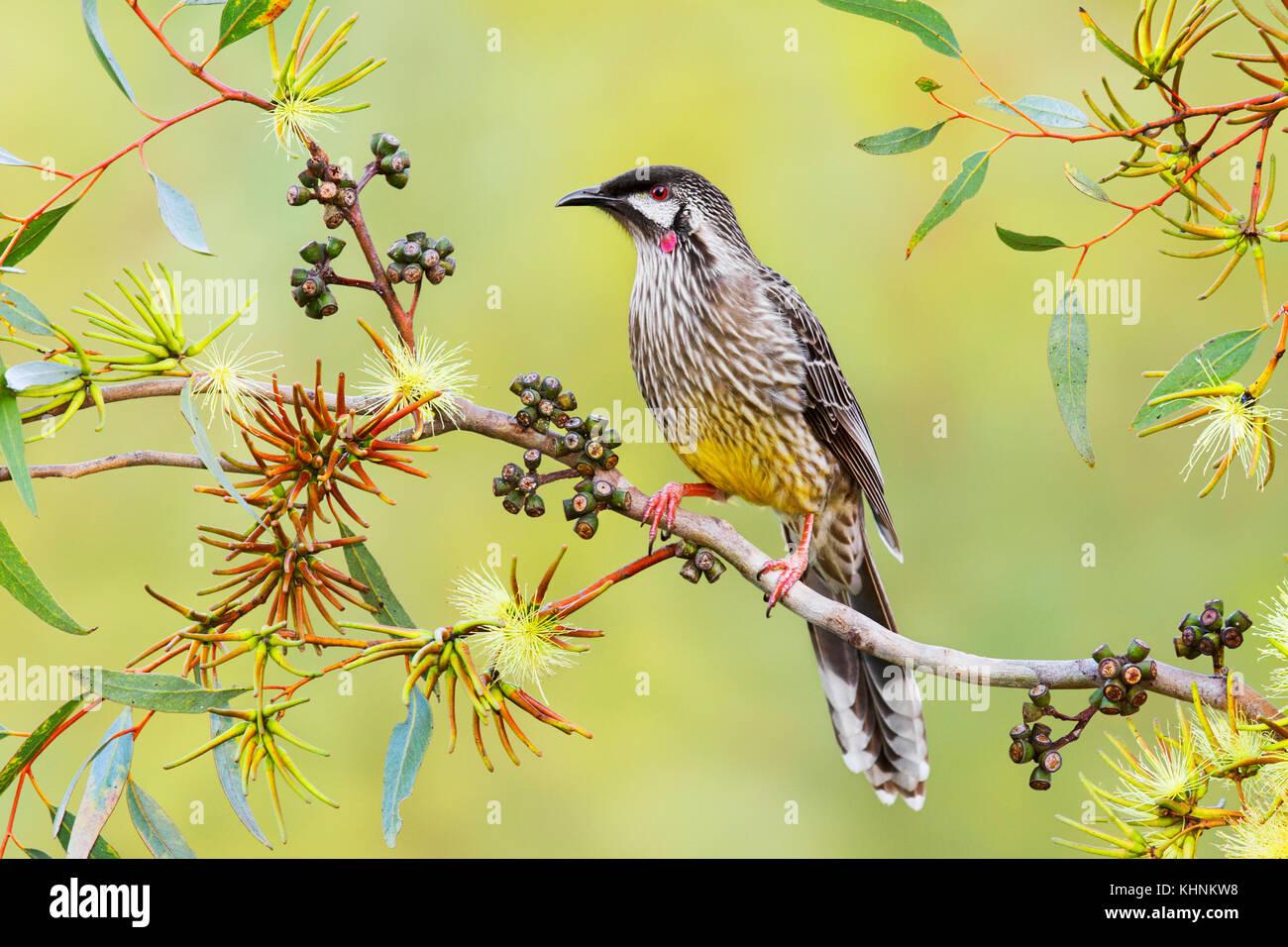 Red Wattlebird (Anthochaera carunculata), Victoria, Australia Stock ...