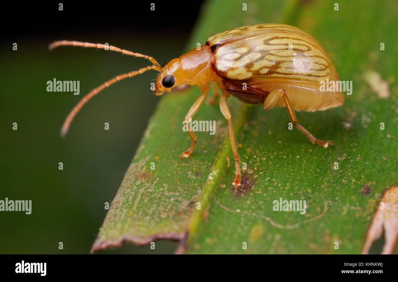 Leaf Beetle (Chrysomelidae), Danum Valley Conservation Area, Sabah ...