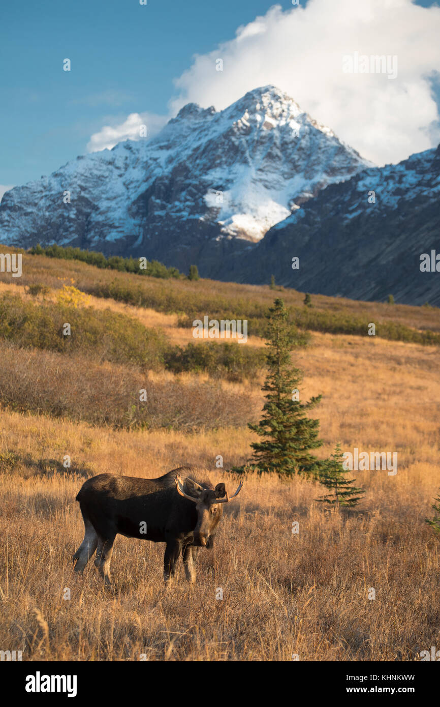 Alaska Moose (Alces alces gigas) bull in tundra, Chugach State Park ...