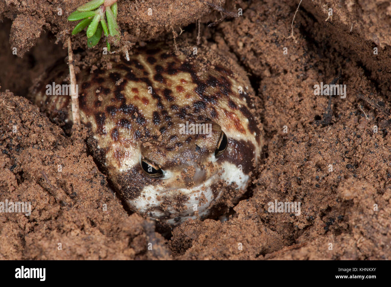 Bushveld Rain Frog (Breviceps adspersus) buried in sand, Marakele ...