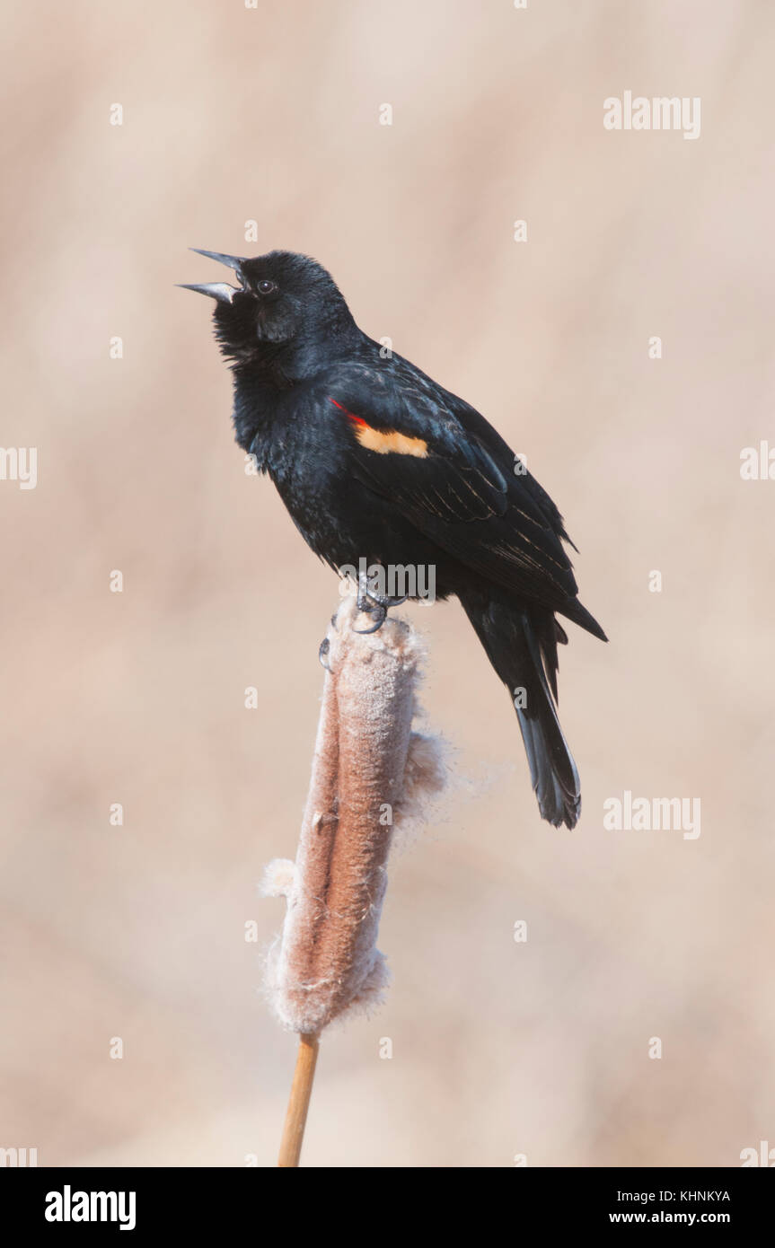 Red-winged Blackbird (Agelaius phoeniceus) male calling, J. Clark ...