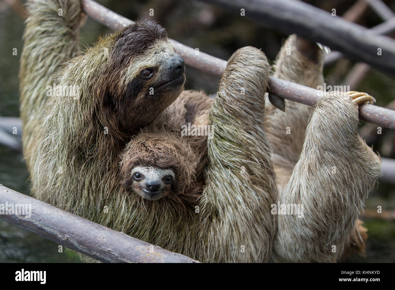Pygmy Three-toed Sloth (Bradypus pygmaeus) mother and three month old ...