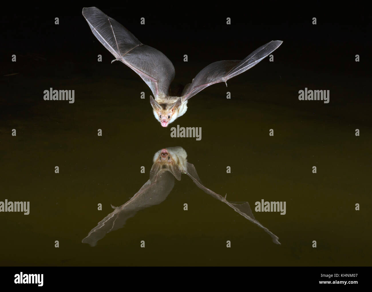 "Pallid Bat (Antrozous pallidus) flying over pond at night, Arizona ...