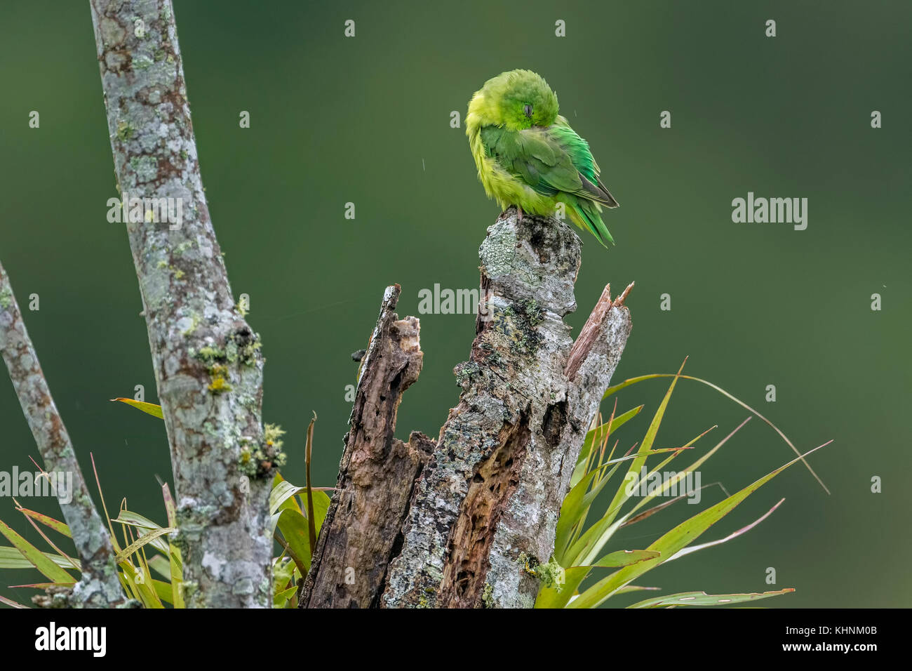 Spectacled Parrotlet (Forpus conspicillatus) female sleeping, Guacharo ...