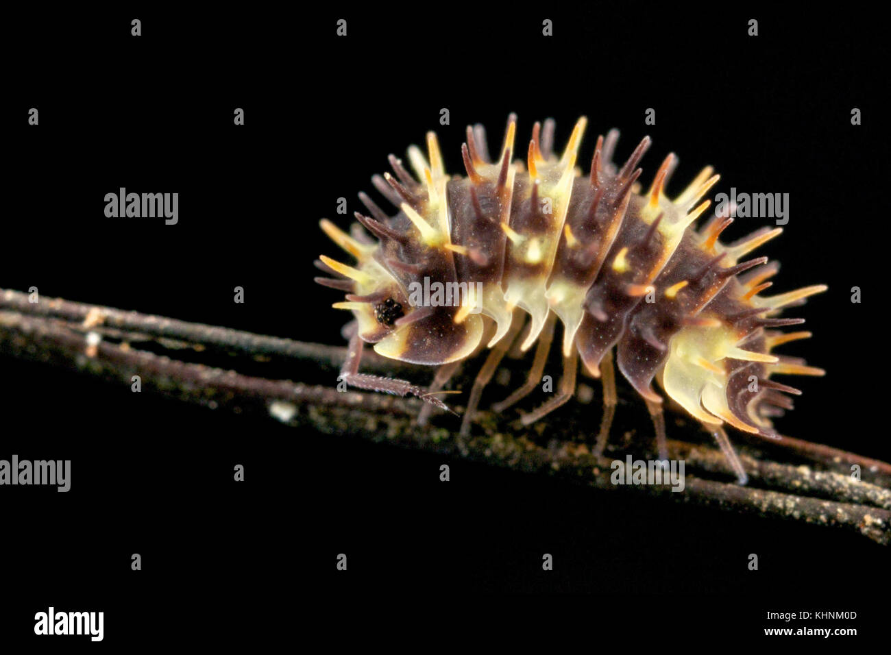 Isopod, Mount Isarog National Park, Philippines Stock Photo - Alamy