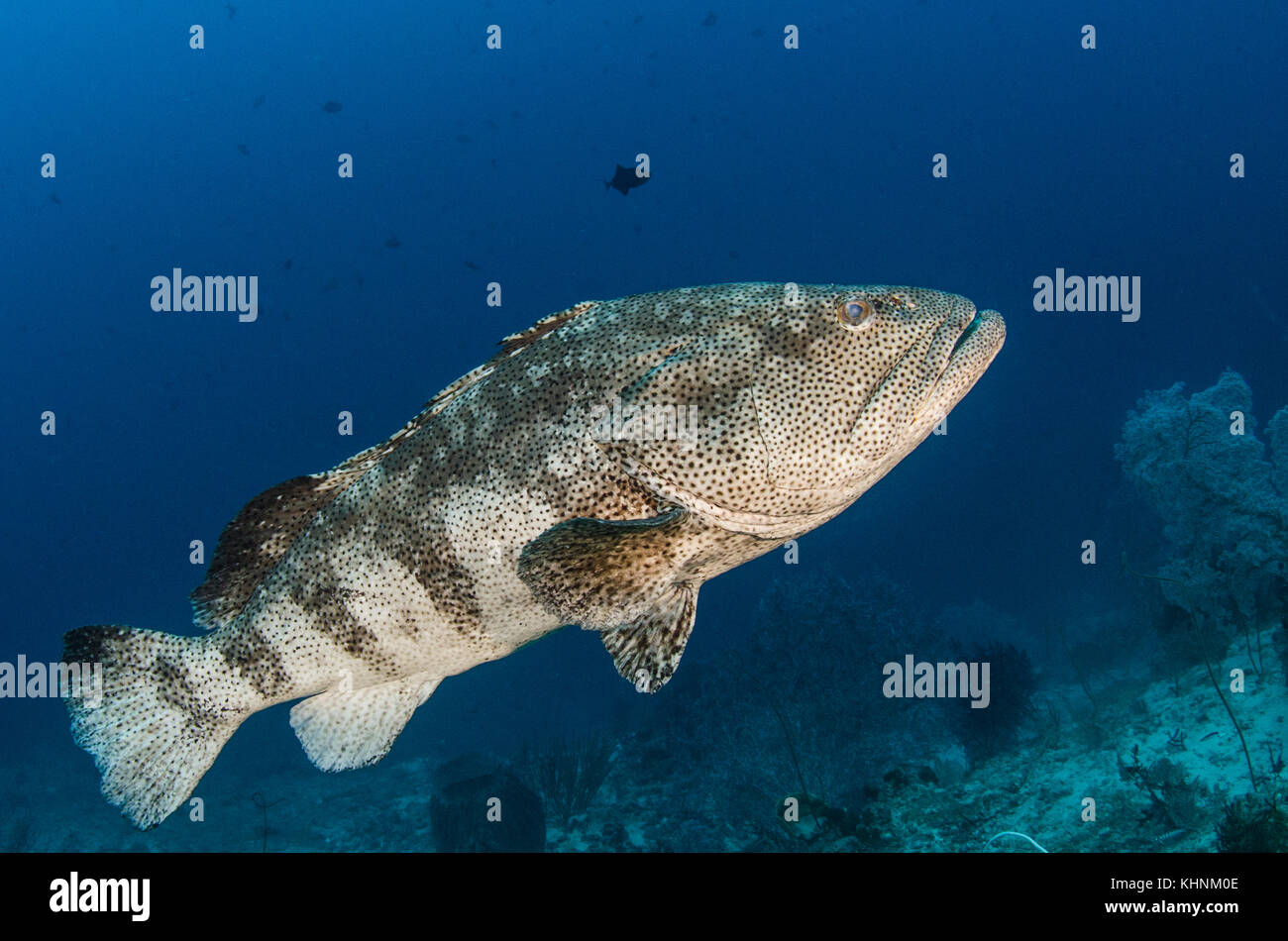 Grouper (Epinephelus sp), Raja Ampat Islands, Indonesia Stock Photo - Alamy