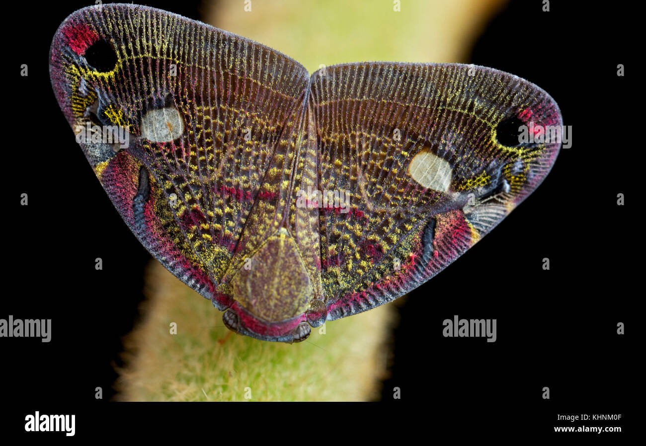 Planthopper (Ricaniidae), Mount Isarog National Park, Philippines Stock ...