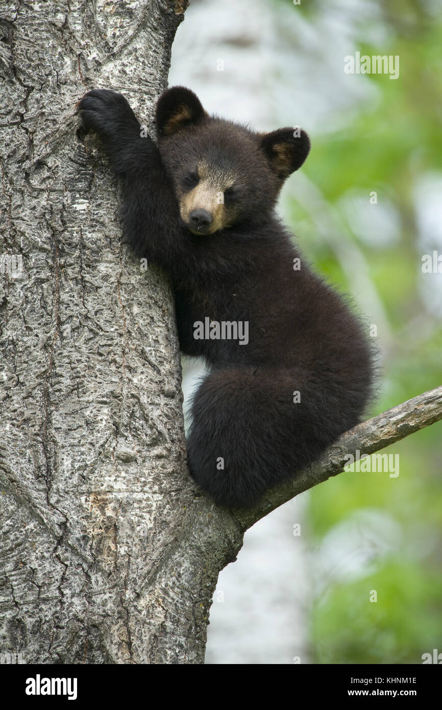 Black Bear (Ursus americanus) cub sleeping in tree, Vince Shute ...