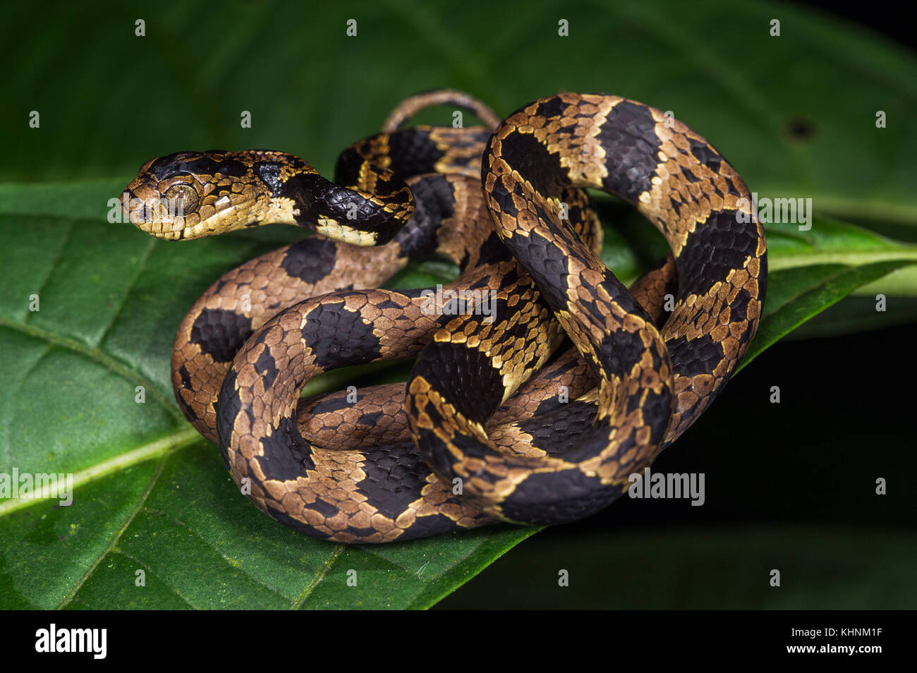 Andean Snail-eater (Dipsas andiana), Mashpi Rainforest Biodiversity ...