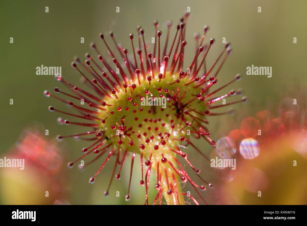 Common Sundew (Drosera rotundifolia) with dew which attracts and ...