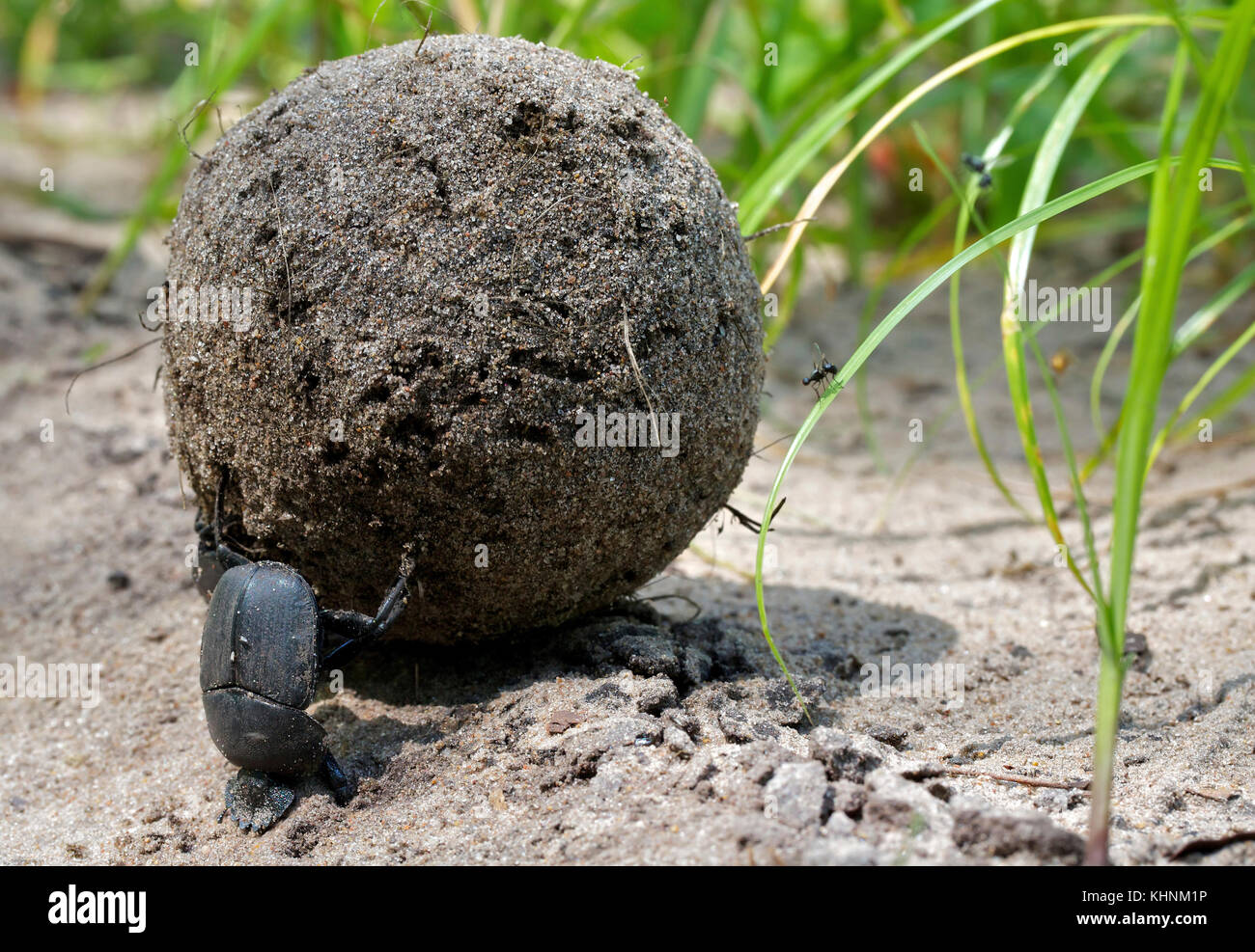Dung Beetle (Scarabaeidae) rolling dung ball, Katavi National Park ...