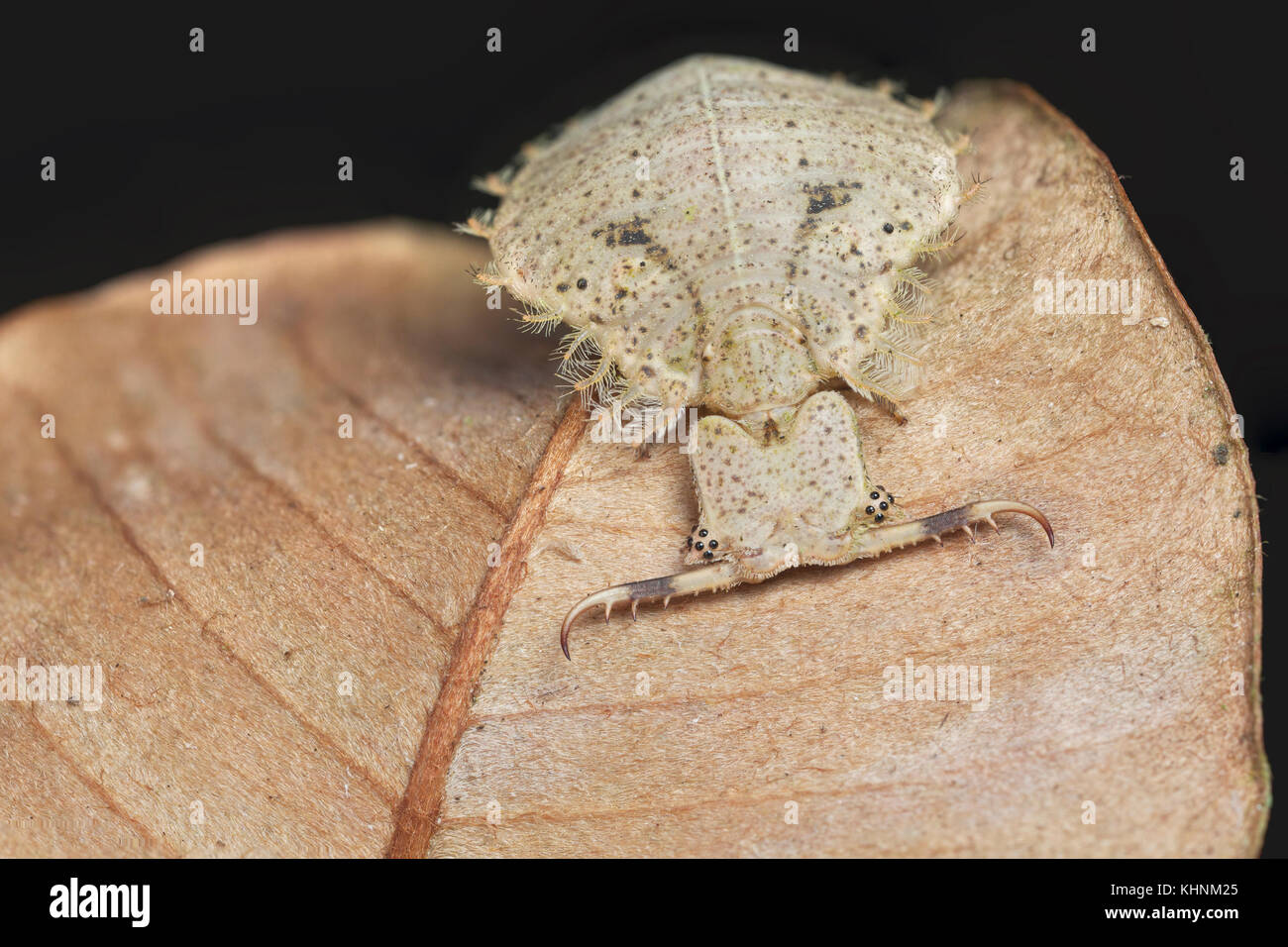 Owl Fly (Ascalaphidae) larva, Amani Nature Reserve, Tanzania Stock ...
