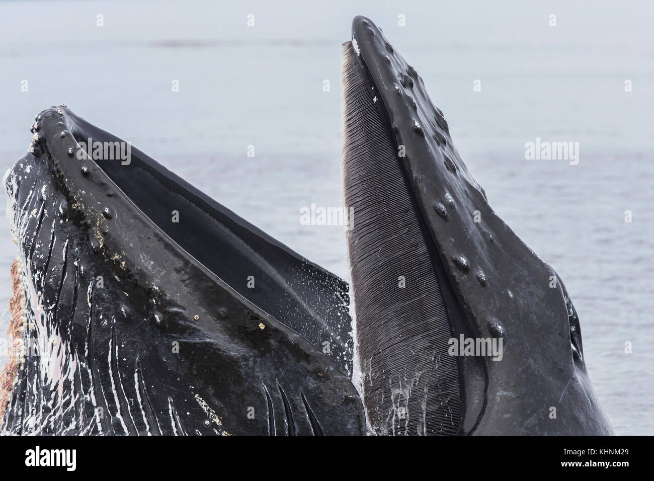 Humpback Whale (Megaptera novaeangliae) pair gulp feeding, southeast ...