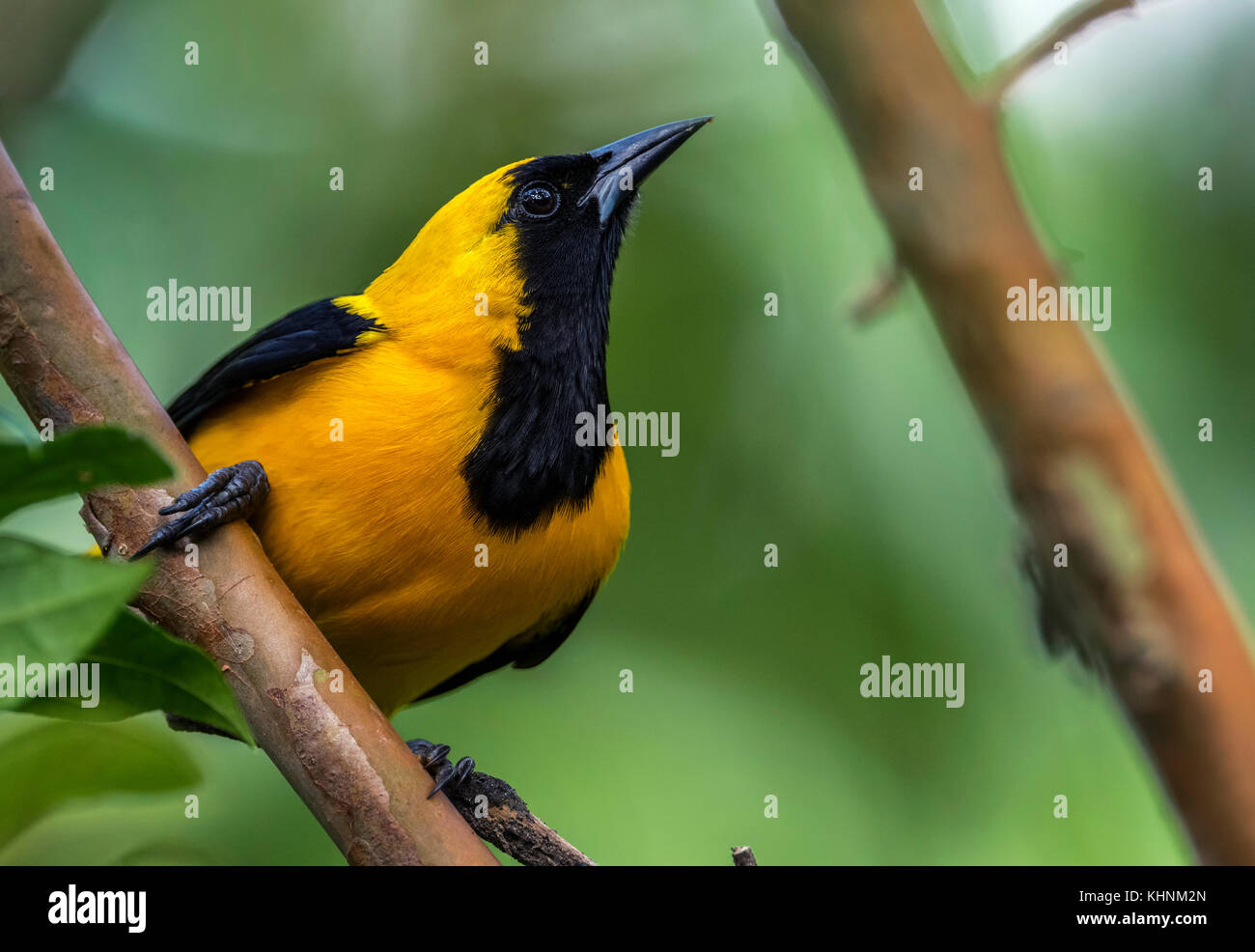 Yellow-backed Oriole (Icterus chrysater) male, Sierra Nevada de Santa ...