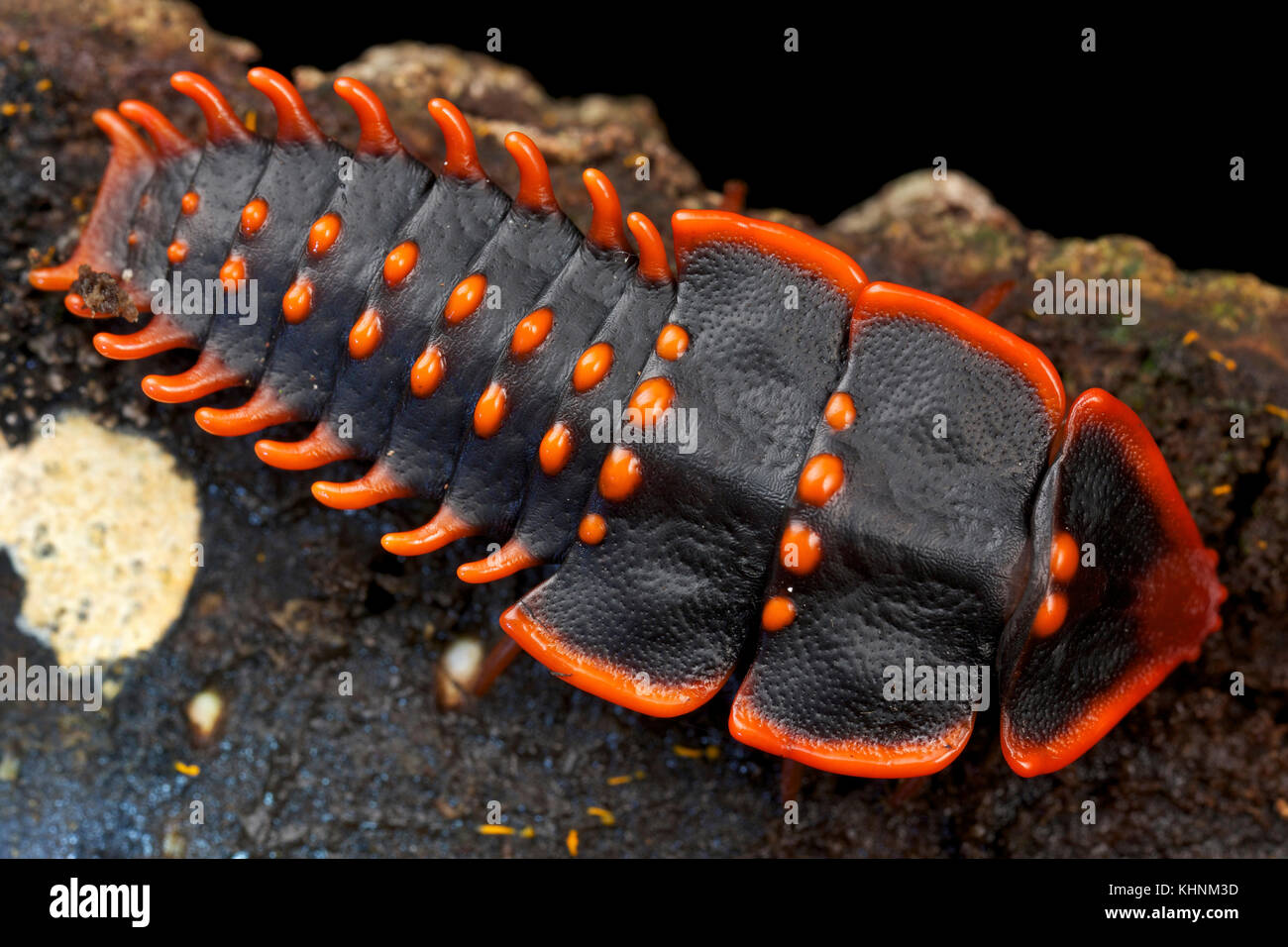 Net-winged Beetle (Duliticola sp) neotenic female remains in her larval ...