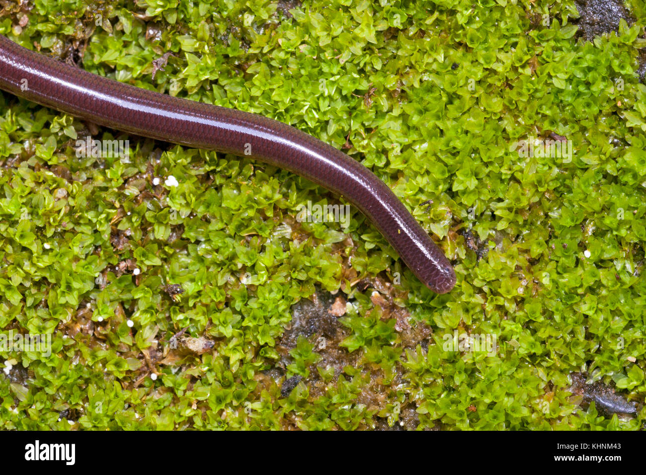 Blind Snake (Typhlopidae), Thailand Stock Photo - Alamy