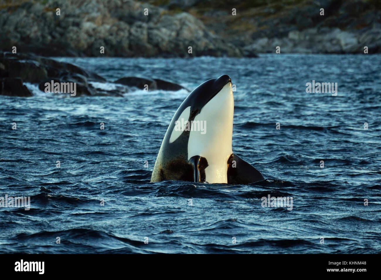 Orca (Orcinus orca) spy hopping, Senja Fjord, Norway Stock Photo - Alamy