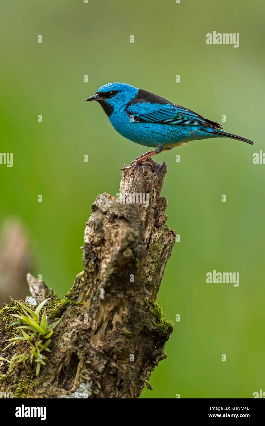Blue Dacnis (Dacnis cayana) male, Sao Paulo, Atlantic Forest, Brazil ...
