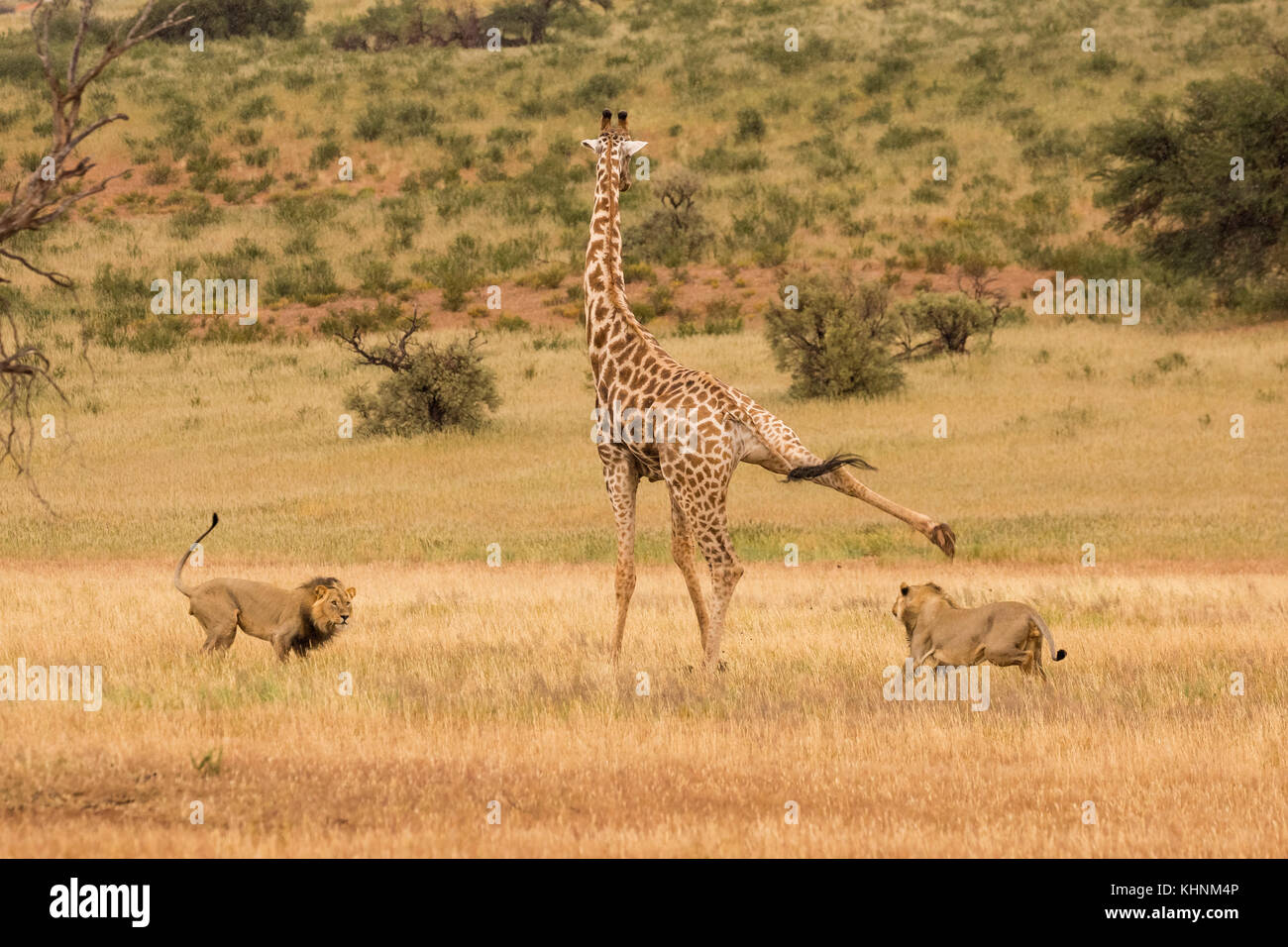 African Lion (Panthera leo) males hunting South African Giraffe ...