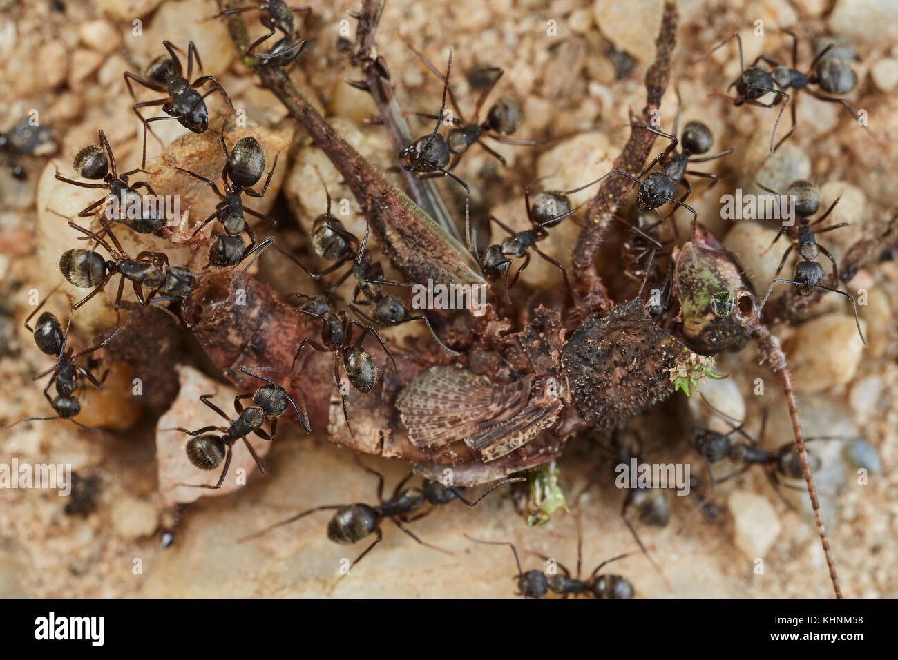 Carpenter Ant (Camponotus sp) carrying Katydid (Tettigoniidae) prey ...