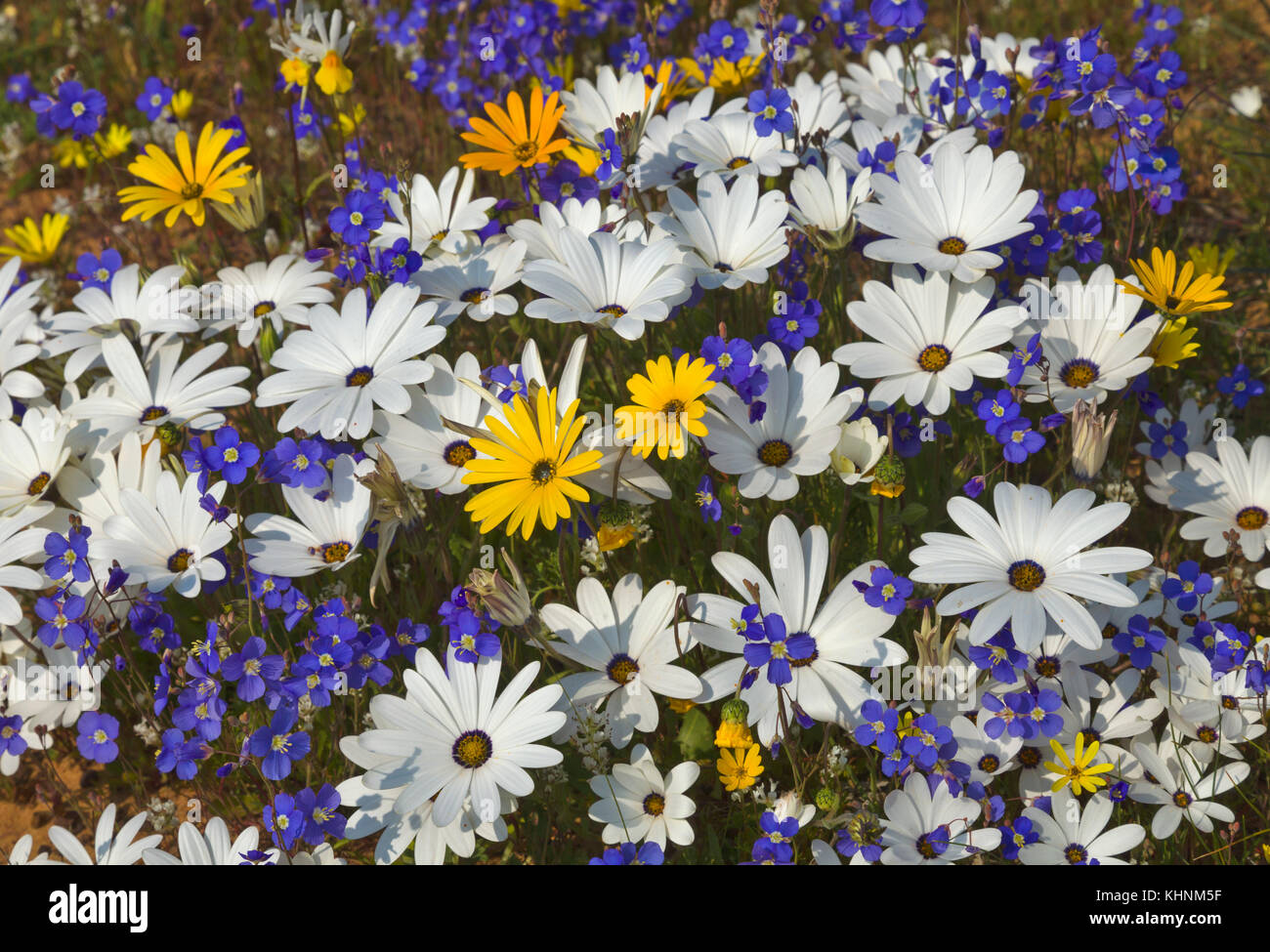 Glandular Cape Marigold (Dimorphotheca sinuata), Rain Daisy ...