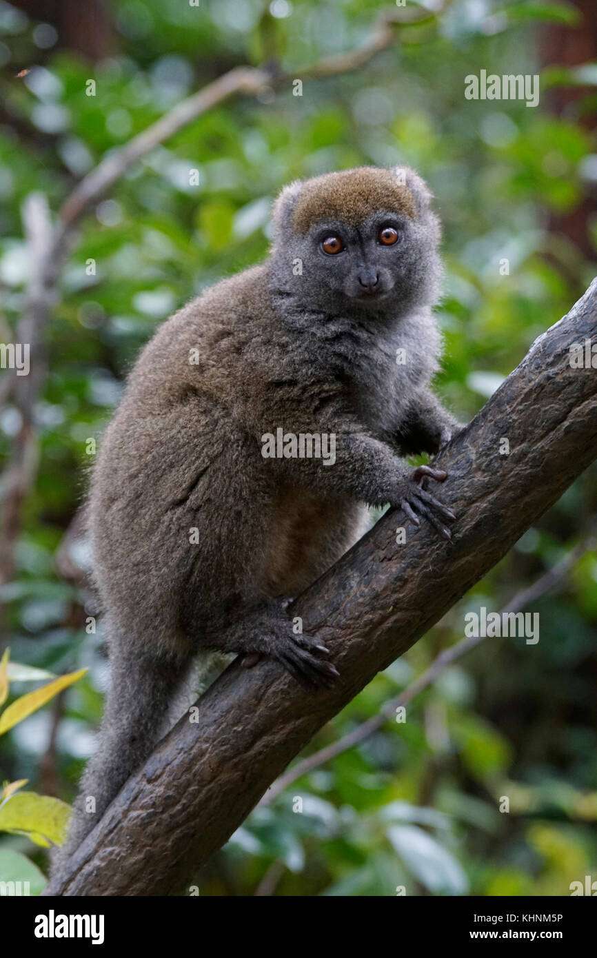 Golden Bamboo Lemur (Hapalemur aureus), Madagascar Stock Photo - Alamy