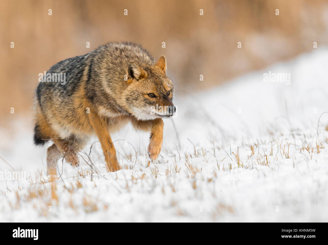 Golden Jackal (Canis aureus) stalking in snow, Danube Delta, Romania Stock Photo - Alamy