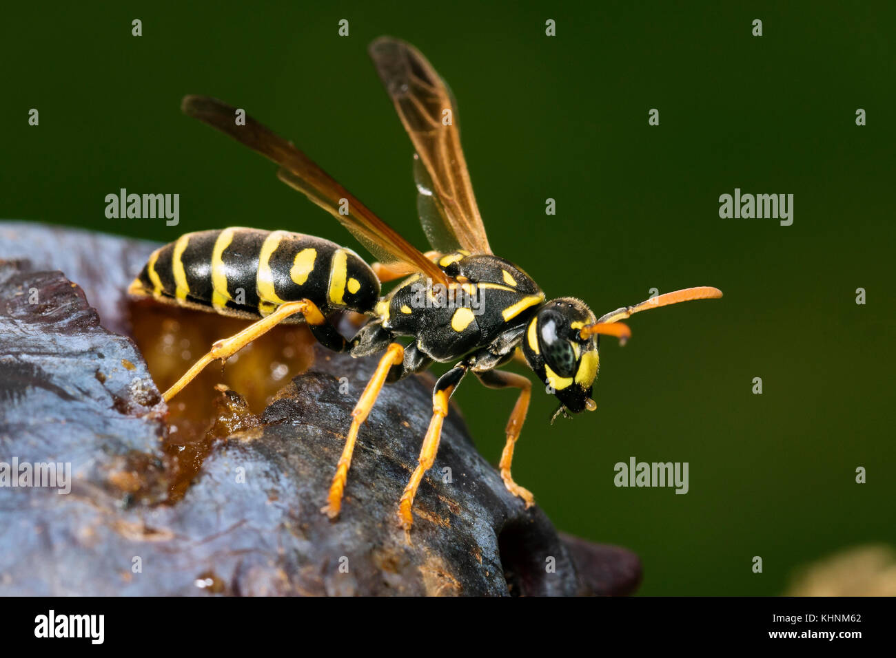 European Paper Wasp (Polistes dominulus), Bavaria, Germany Stock Photo ...