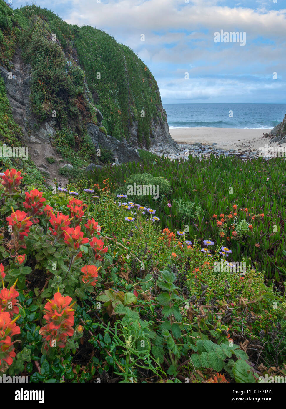 Paintbrush (Castilleja sp) and Seaside Fleabane (Erigeron glaucus ...