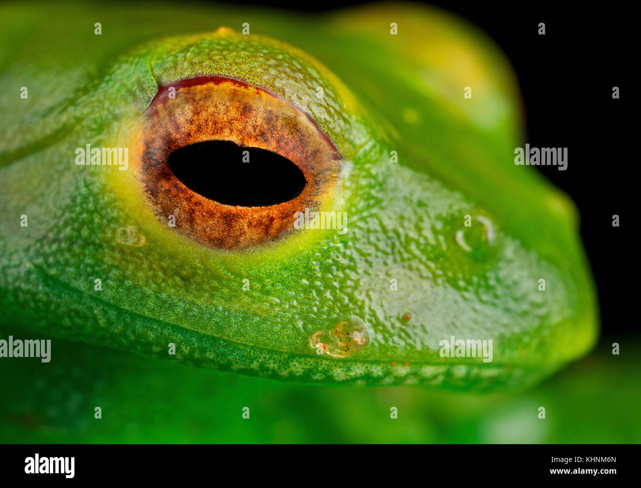 Malagasy Web-footed Frog (Boophis luteus), Antananarivo, Madagascar ...