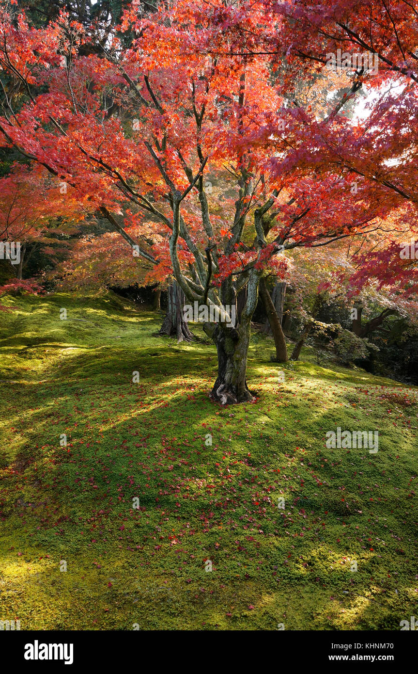 Japanese Maple (Acer palmatum) tree in fall, Kyoto, Japan Stock Photo ...
