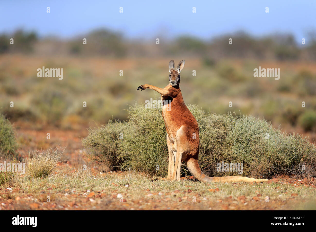 Red Kangaroo (Macropus rufus) male licking arm to cool off, Sturt ...