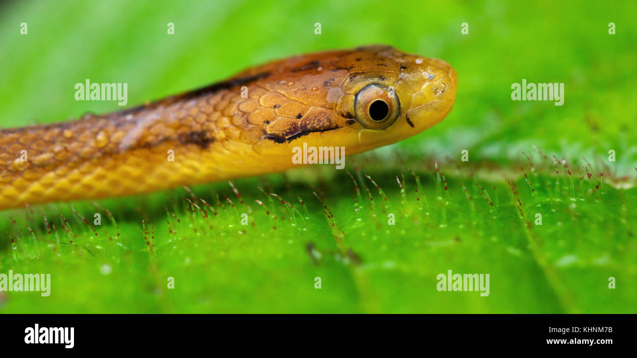 Snake (Lamprophiidae), Ranomafana National Park, Madagascar Stock Photo ...