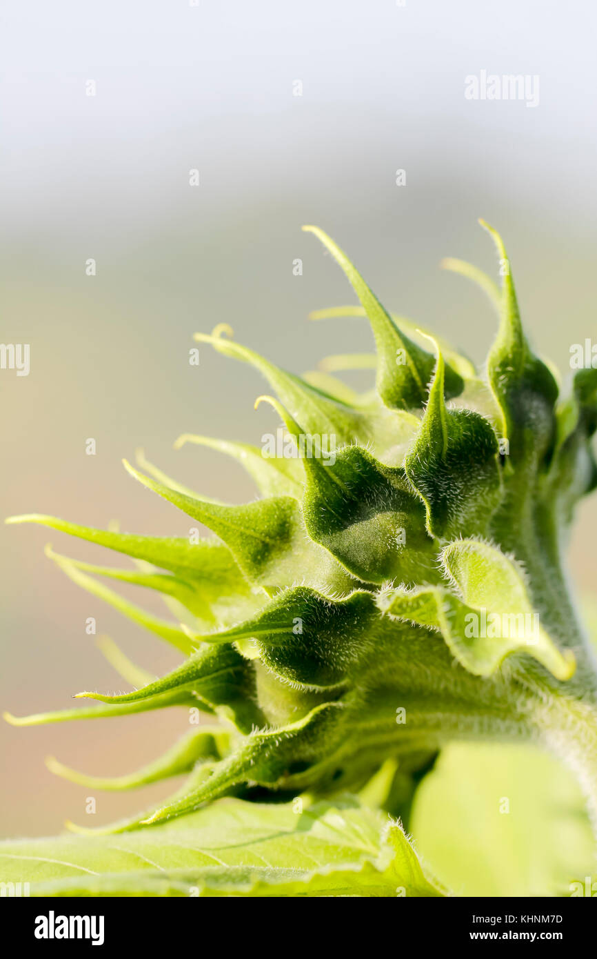 Young sunflower the flower is not fully grown in the field Stock Photo ...