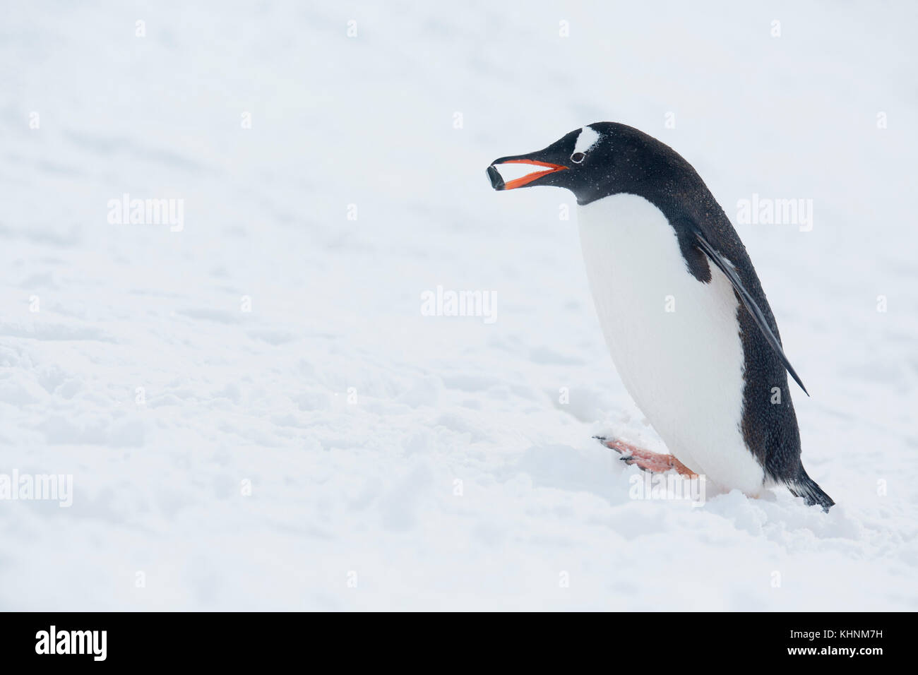 Gentoo Penguin (Pygoscelis papua) carrying pebble for nest, Antarctica ...