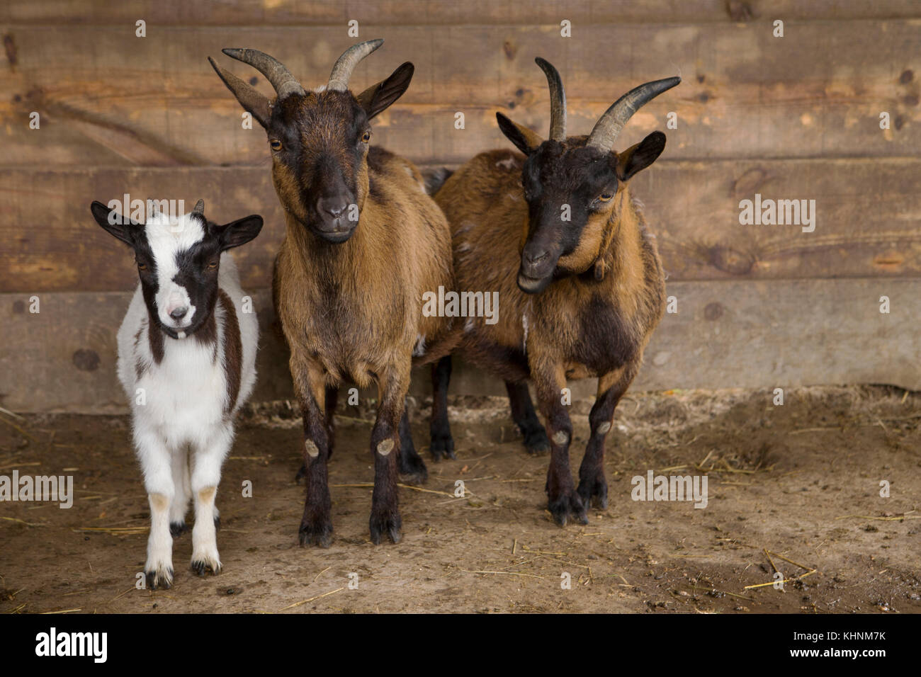 Domestic Goat (Capra hircus) females and kid in pen, France Stock Photo ...
