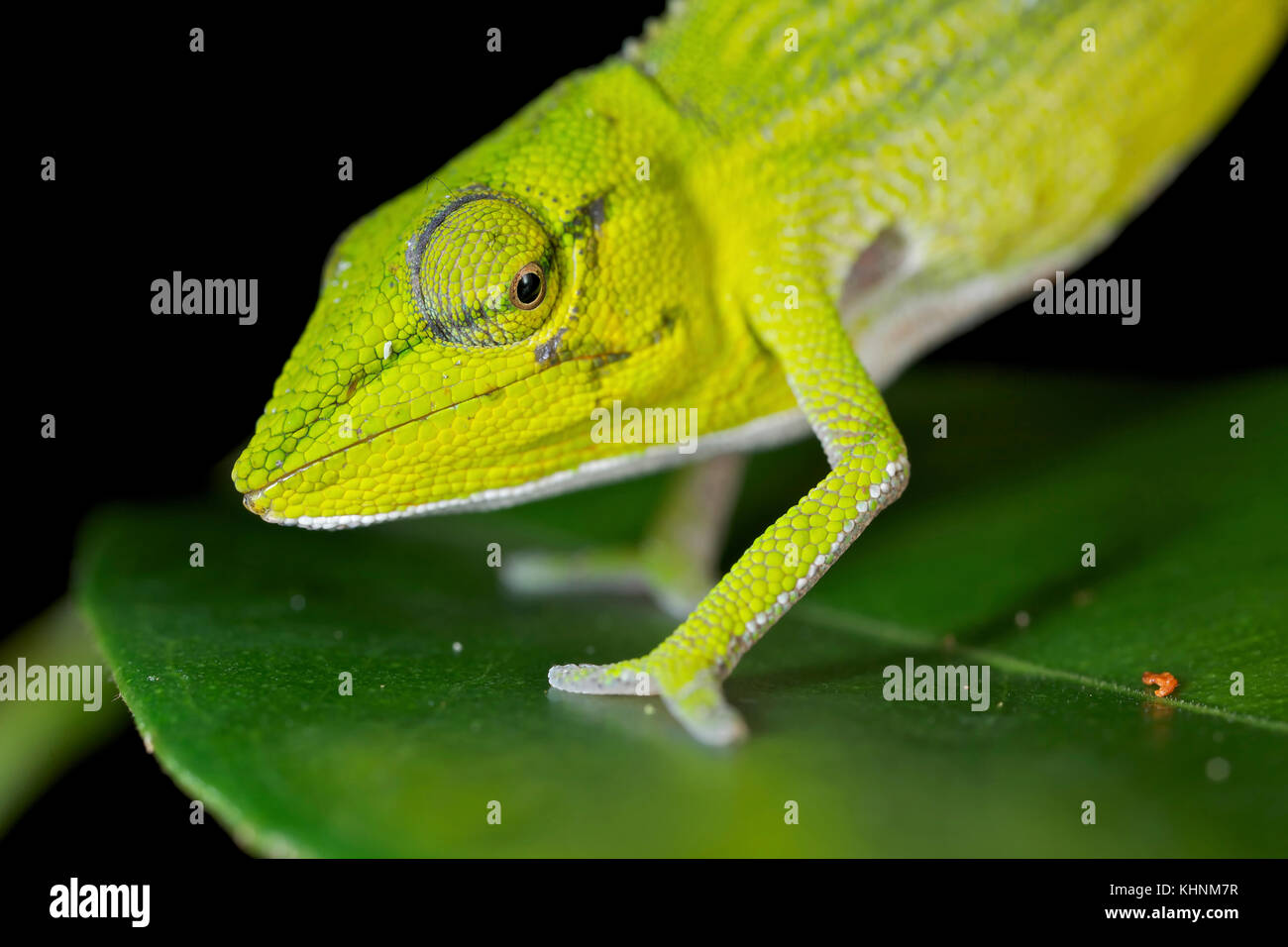 Chameleon (Calumma furcifer), Antananarivo, Madagascar Stock Photo - Alamy