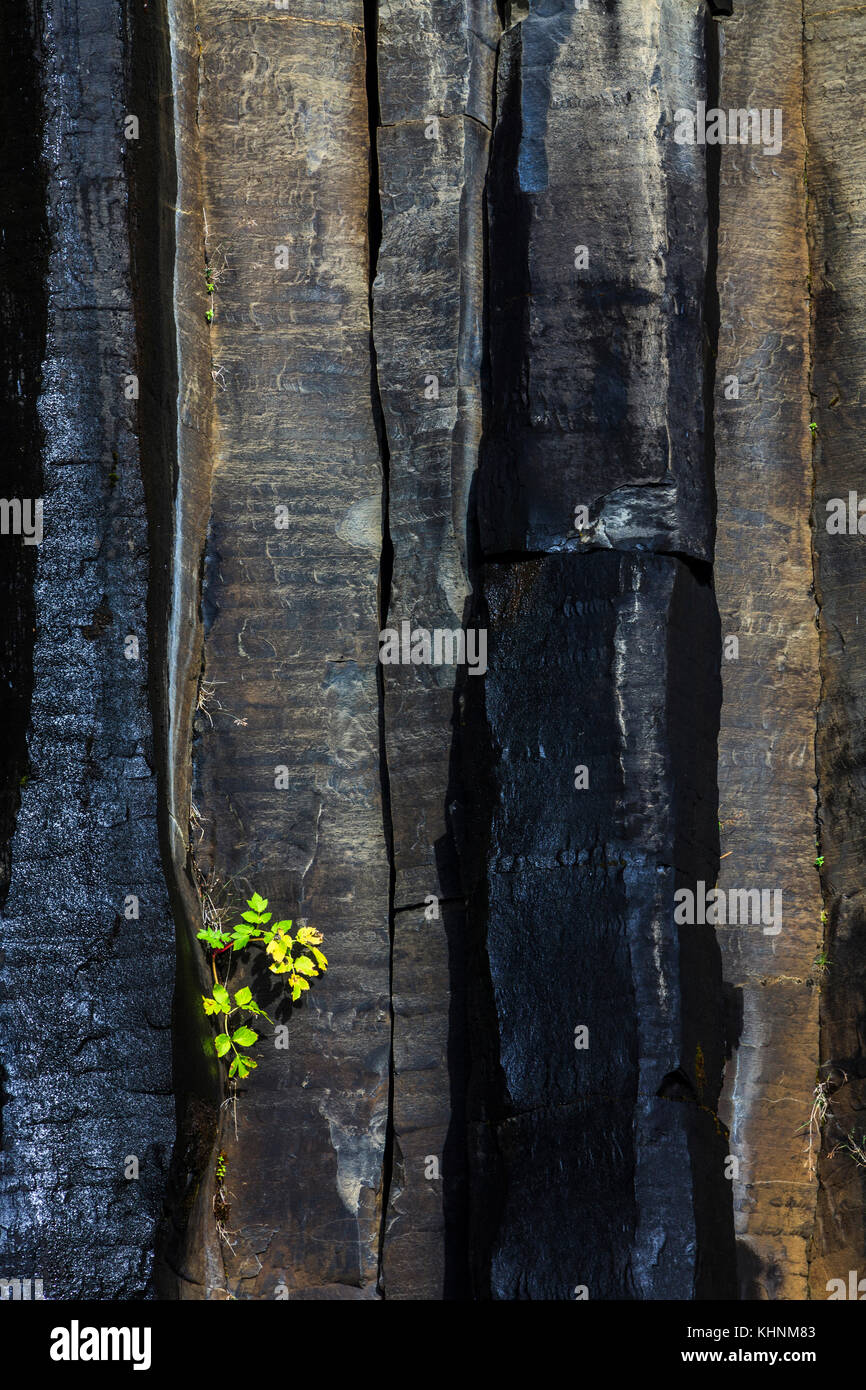 Plant growing on basalt columns, Svartifoss Waterfall, Skaftafell ...