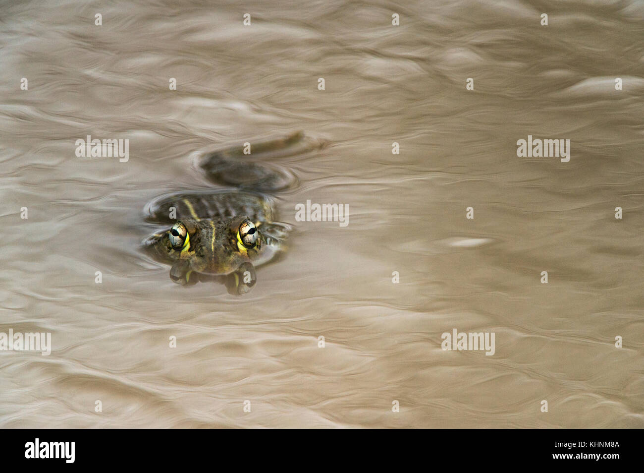 Edible Bullfrog (Pyxicephalus edulis) in waterhole, Marakele National ...