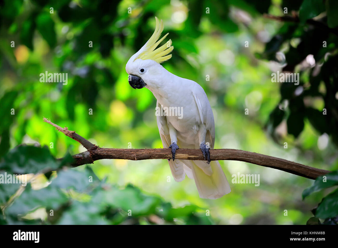 Sulphur-crested Cockatoo (Cacatua galerita) displaying, Singapore Zoo ...