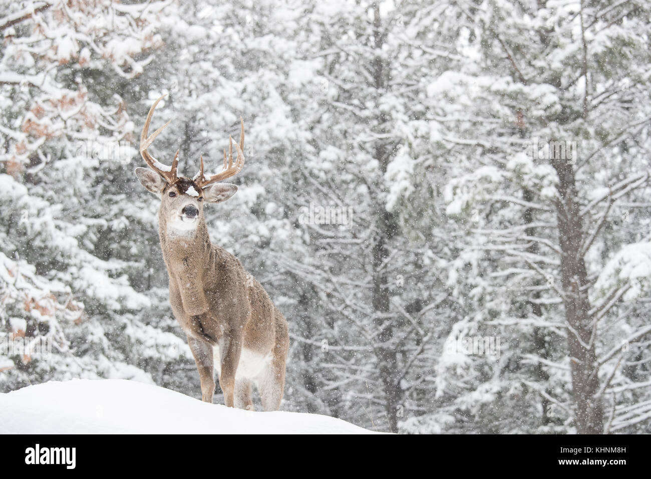 White-tailed Deer (Odocoileus virginianus) buck in winter in forest ...
