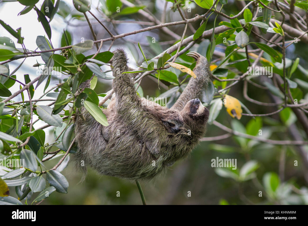 Pygmy Three-toed Sloth (Bradypus pygmaeus) mother and four month old ...
