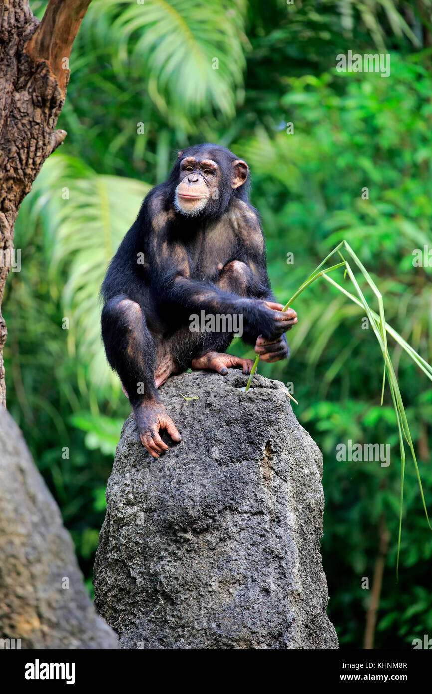 Chimpanzee (Pan troglodytes) female using tool to forage, Singapore Zoo ...