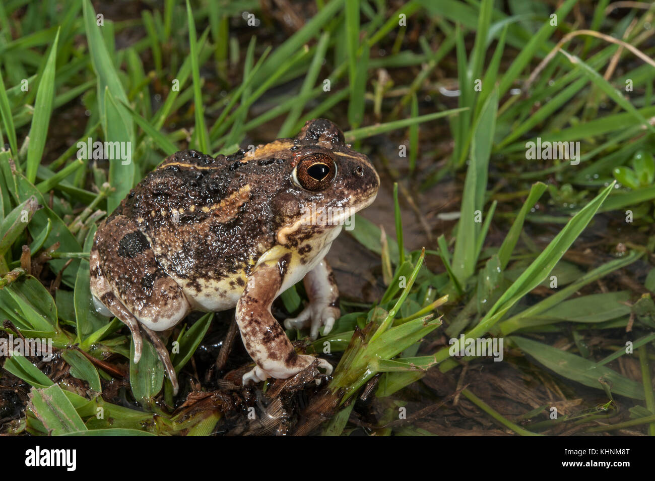 Tremolo Sand Frog (Tomopterna cryptotis), Marakele National Park ...