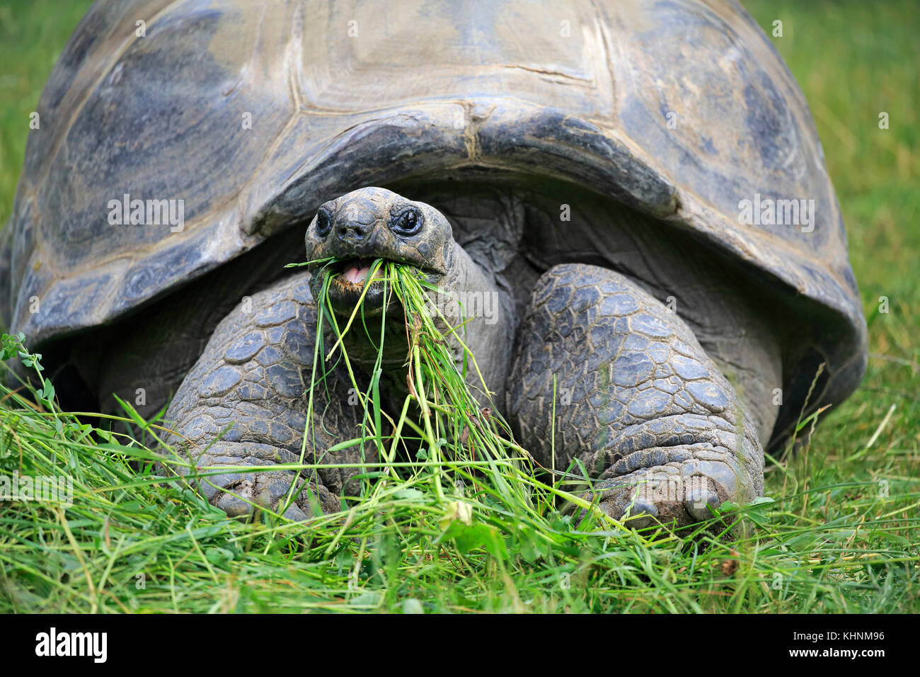 Aldabra Giant Tortoise (Aldabrachelys gigantea) grazing, Heidelberg ...