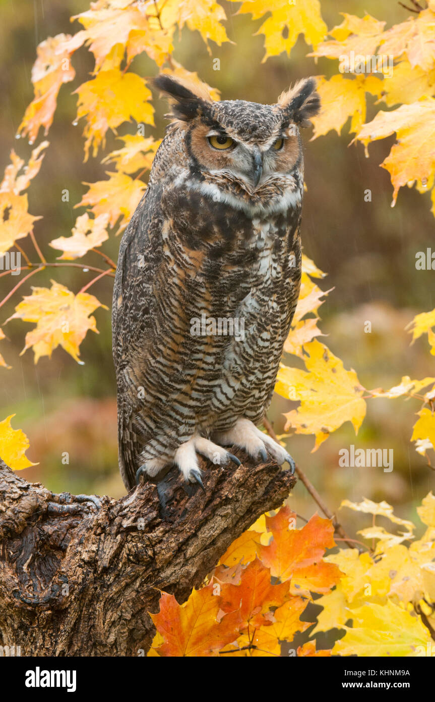 Great Horned Owl (Bubo virginianus), Howell Nature Center, Michigan ...