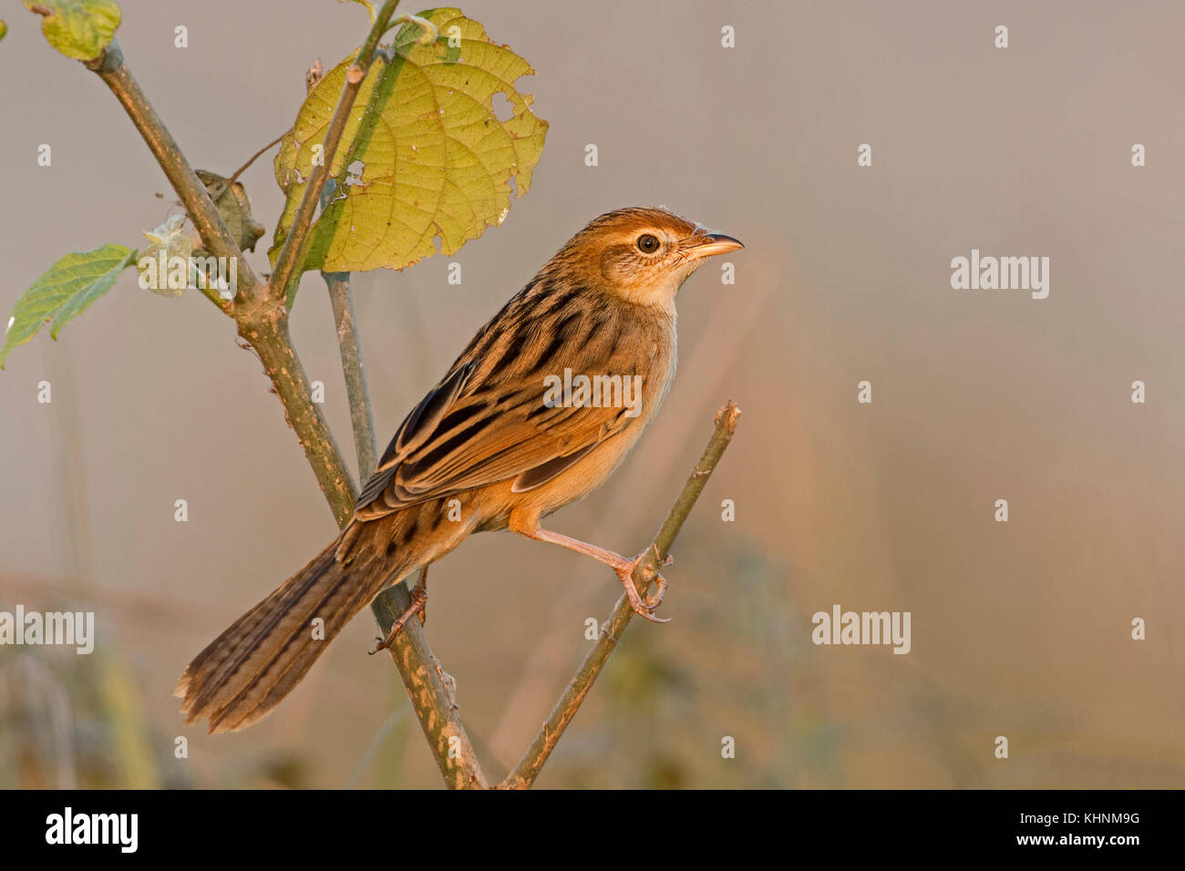 "Striated Grassbird (Megalurus palustris), West Bengal, India Stock Photo - Alamy