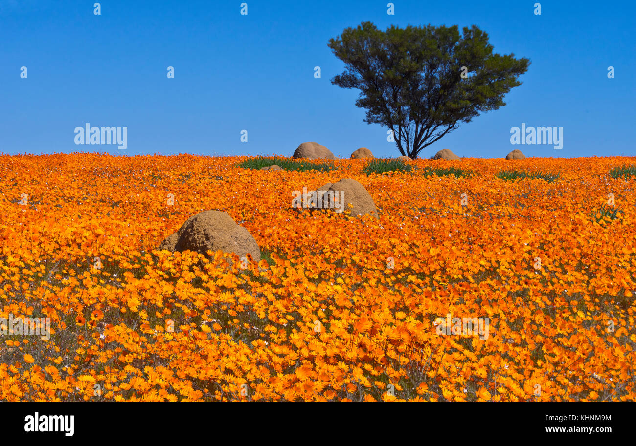 Glandular Cape Marigold (Dimorphotheca sinuata) flowers in spring ...